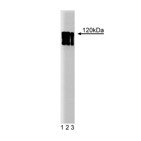 Purified Mouse Anti Human Hif 1α
