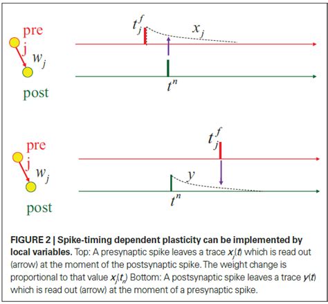 How Stdp Rules Work Researchgate