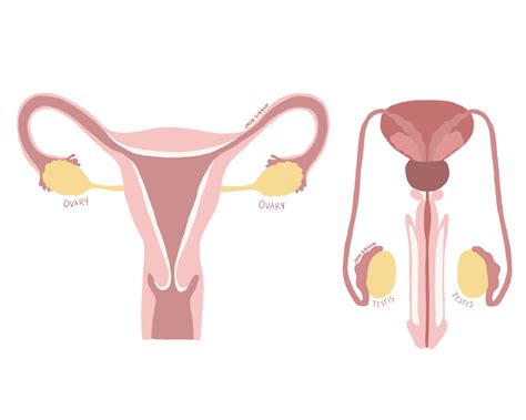Ovaries And Testes Foundations Of Human Anatomy Macanatomy