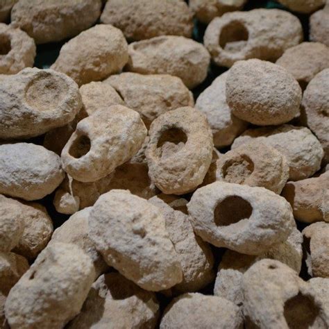 Fossil Weevil Cocoons Ithaca Crystals