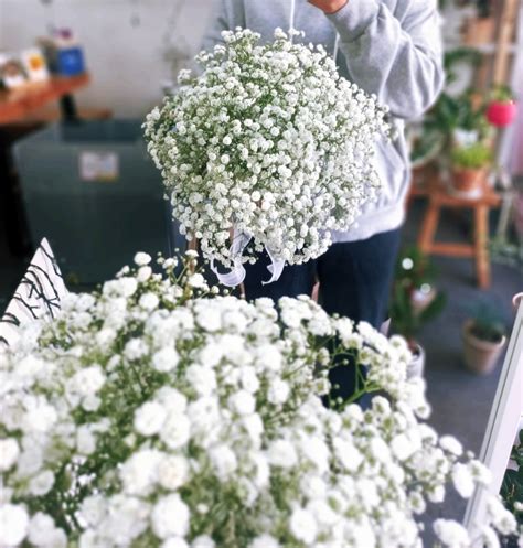 목동오목교꽃집]촬영용 안개꽃부케 네이버 블로그