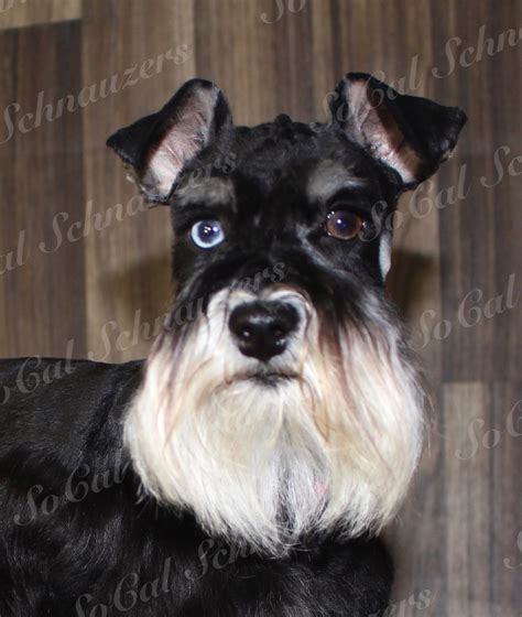 Miniature Schnauzer Eye Color Us Prestigious Miniature Schnauzers