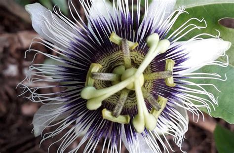 Thegreyhairedgardener Pink Passion Fruit 🌸passiflora Edulis