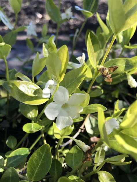 Vinca minor 'Alba' | Online bijzondere vaste planten kopen | Drachten