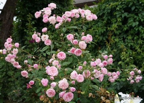Mozart's Lady Rose Garden