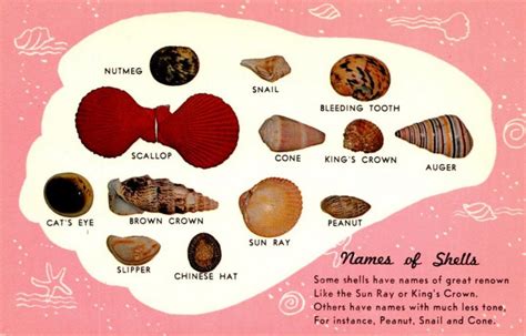 More Shells And Their Names