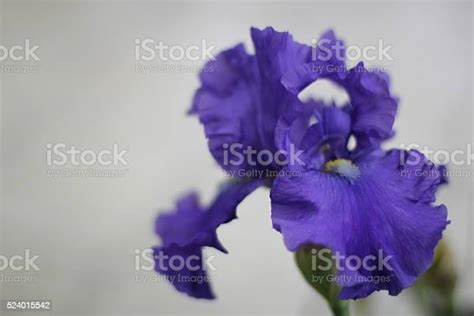 Iris Foto Stok Unduh Gambar Sekarang Alam April Bunga Istock