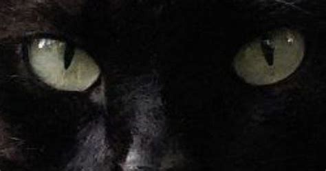 Черный кот, Чёрная кошка, Черные котики — фото, картинки, арты — Teletype