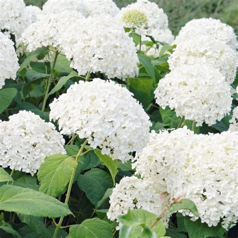 The Complete Guide To Growing Stunning Annabelle Hydrangea Flowers