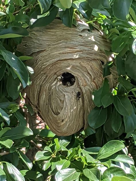 Black Hornet Hive Insert Free Photo On Pixabay Pixabay