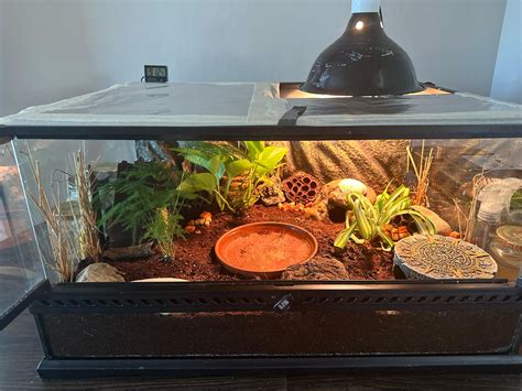 First Bioactive Terrarium For Ball Python Tips Suggestions R Bioactive