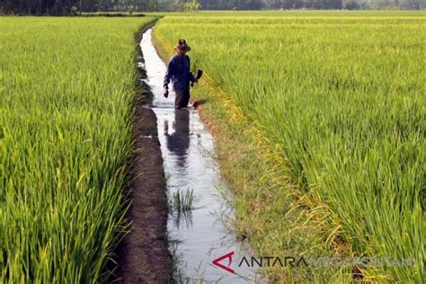 Pemuda Sambas Sukses Menyulap Sawah Jadi Destinasi Wisata Antara