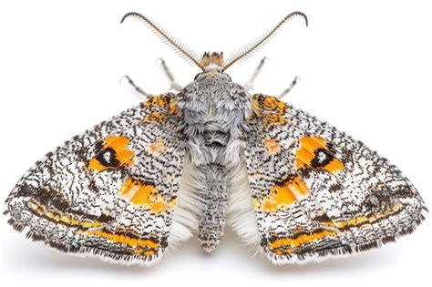 Dried Fruit Moth Full Body Clearly On White Background Premium Ai