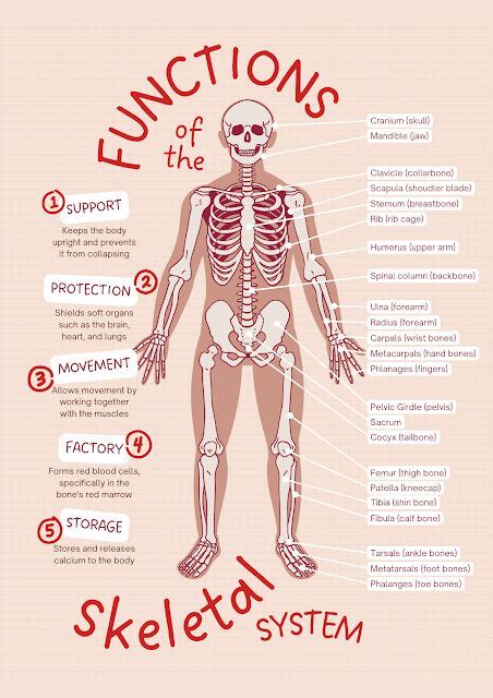 Free Homeschool Anatomy Curriculum Escola de medicina Motivação
