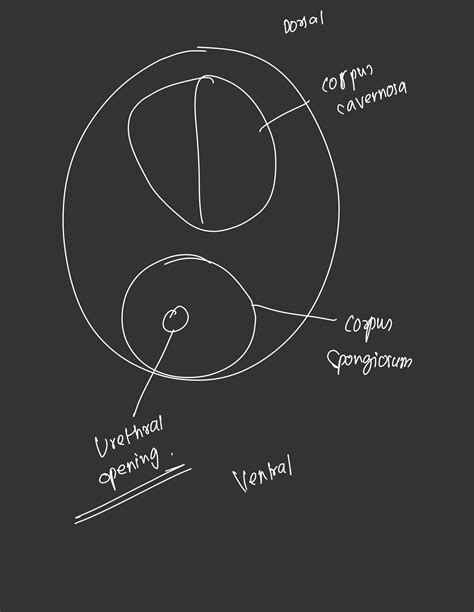 Human Reproduction Ncert Notes