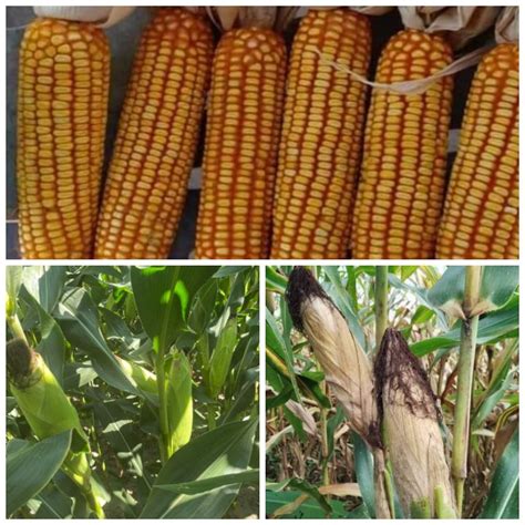 Hybrid Corn Seeds For Feeds Seeds For Planting Variety Dekalb Pioneer