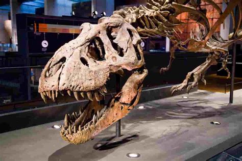Where Are Tyrannosaurus Rex Fossils Found Some Key Sites