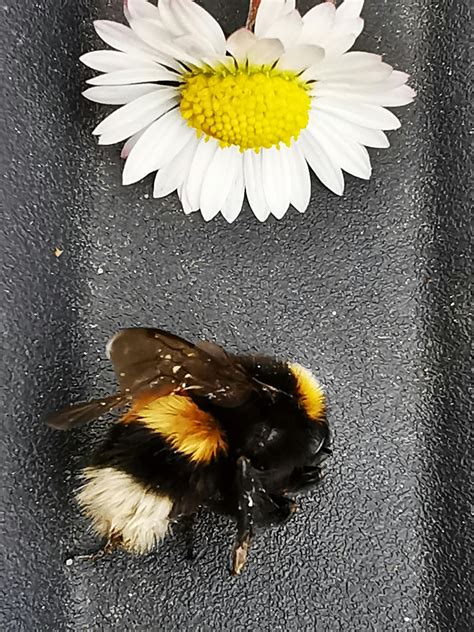 Peechie247 Fotografie