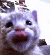 Cat Memes” Tenor
