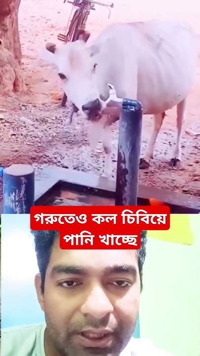 কল থেকে পানি খাচ্ছে গরু। Shorts Ytshorts Shortsfeed Shortsvideo Viral Funny Reaction