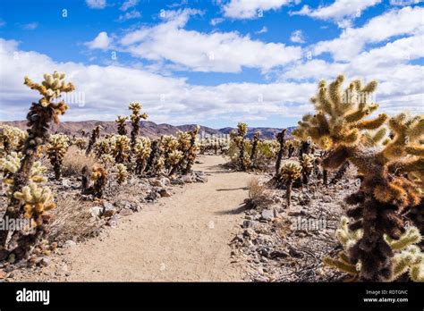 Walking Trail In The Cholla Cactus Garden One Of The Main Attractions