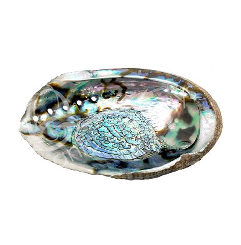 Abalone Shell Potential Meaning Uses And Benefits