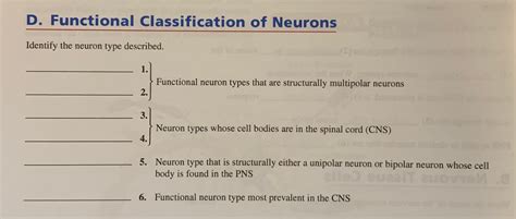 Solved D Functional Classification Of Neurons Identify The