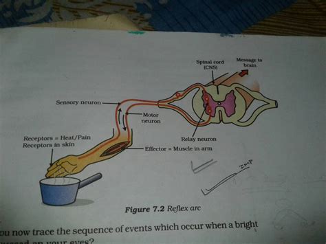 Now Trace The Sequence Of Events Which Occur When A Bright Filo