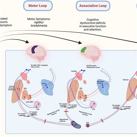 The Motor Associative And Limbic Basal Ganglia Circuits The