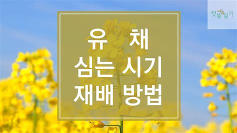 2022년 유채 심는시기 및 재배방법 알아보기 Youtube