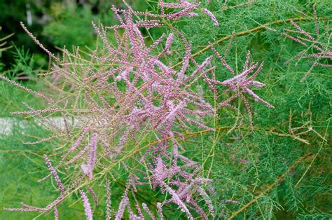 Tamarix Ramosissima Pink Cascade Tamarisk Pink Cascade Shrubsrhs