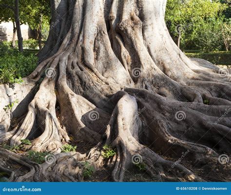 Large Roots Of A Big Tree Stock Photo Image Of Tree 65610208