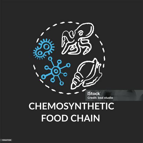 화학 합성 식품 체인 분필 Rgb 색상 개념 아이콘 에너지 생산자 및 소비자 유기체 해양 생태계 아이디어 검은 색 배경에 벡터 격리 칠판 그림 0명에 대한 스톡 벡터 아트