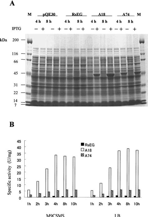 Effects Of A Iptg On Enzyme Production And B Induction Time And
