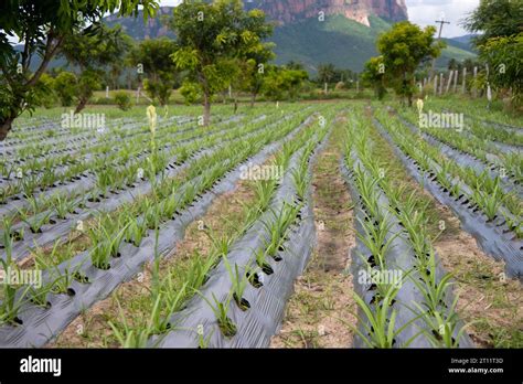 Drip Irrigation Method Farming In India Agricultural Field Stock