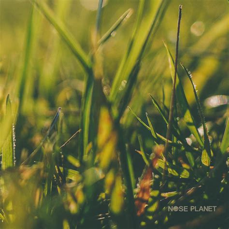 Cis 3 Hexenyl Acetate 乙酸葉醇酯 鼻子星球