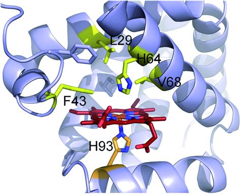Active Site Of Wild Type Sperm Whale Myoglobin Pdb 1a6k Residues