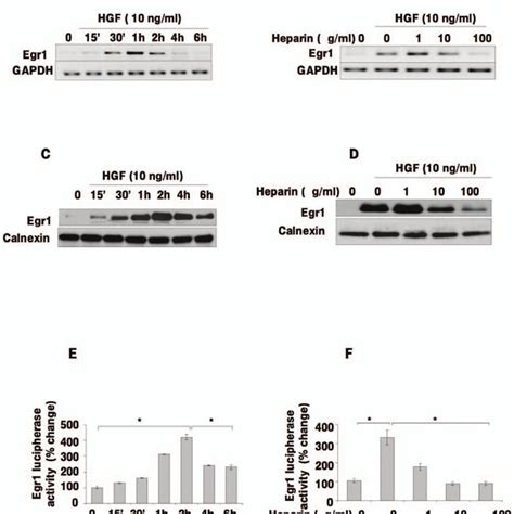 Activation Of Hgfc Met Signaling In Hcc Cells Leads To Mapk Signaling Download Scientific