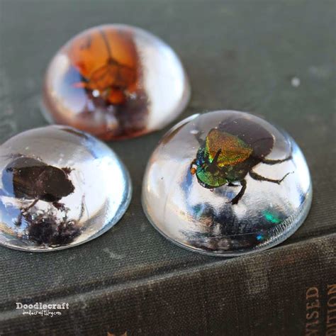 Insects Cast In EasyCast Clear Casting Epoxy Resin Crafts Blog