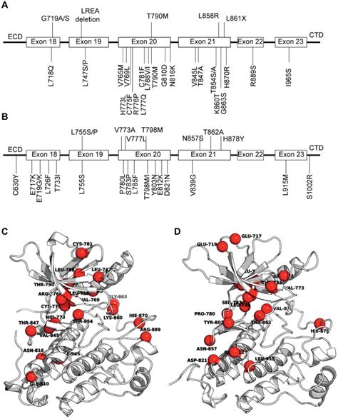 Genomic Location Of These Mutations In The Tyrosine Kinase Tk Domain