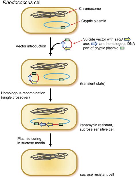 Microorganisms Free Full Text Development Of Efficient Genome Reduction Tool Based On Cre