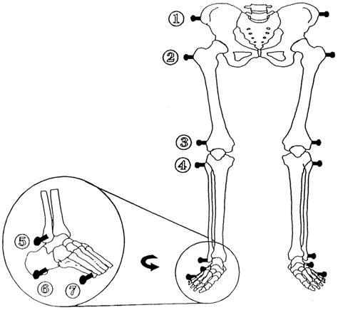 Positional Relationships Measured At The Hip A Horizontal Position Of