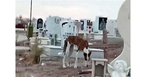 Починало дете се прероди в куче