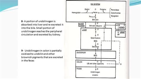 Bilirubin Metabolism Synthesis And Degradation Pptx Endocrine And Metabolic Diseases