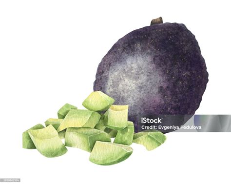 전체 Hass 아보카도 과일 말뚝 펄프 및 깍둑썰기한 조각 고립 된 손으로 그린 수채화 음식 비건 야채 메뉴 식품 및 화장품 포장 문구류 카드 레시피 건강한 식생활에 대한