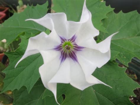 Datura Stramonium Seeds