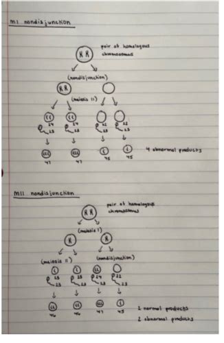 Lab Quiz Flashcards Quizlet