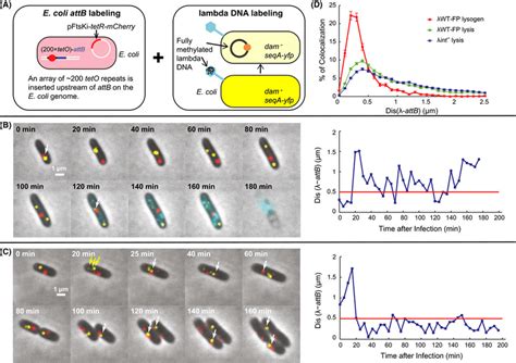 Lambda Dna And E Coli Attb Fluorescent Reporters Allow Dna Tracking In Download Scientific