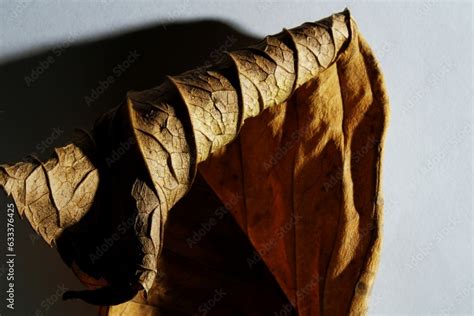 Hoja De Tabaco Seca Y Enrollada Con Sus Gruesas Vetas De Color Marrón