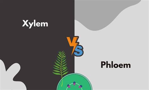 Xylem Vs Phloem What S The Difference With Table